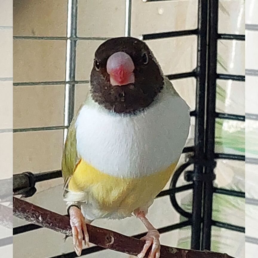 Амадины гульда самки