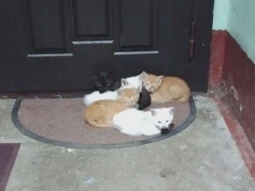 Котята ищут передержку или дом