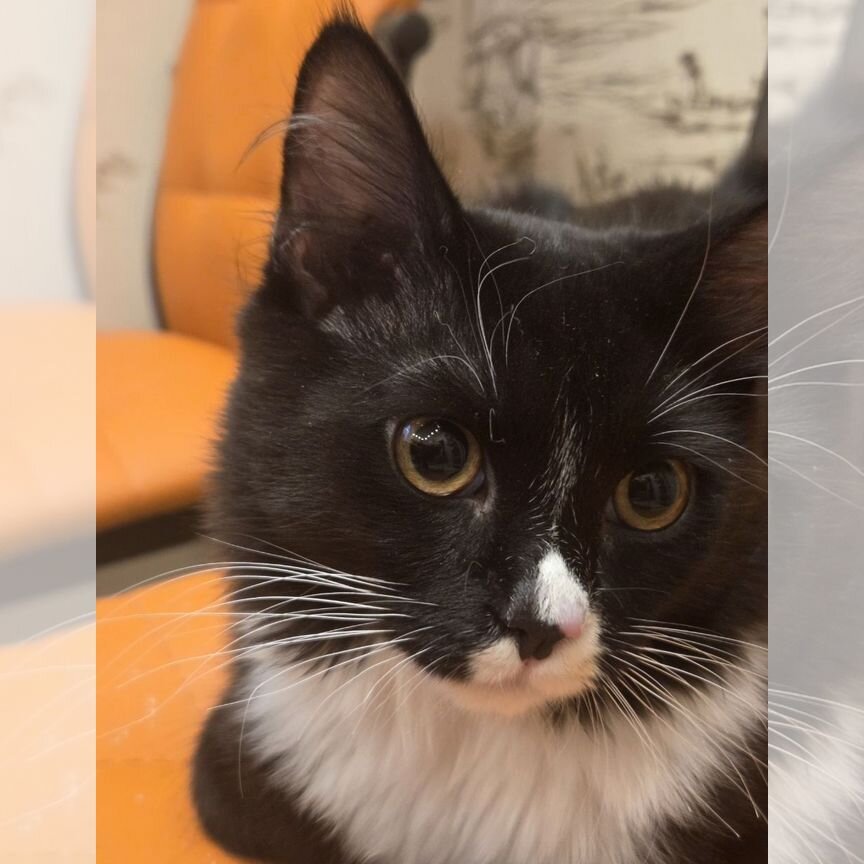 Сибирский котёнок