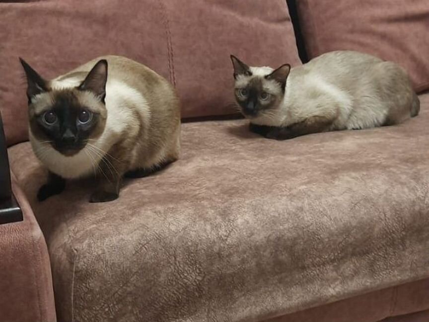 Меконгский бобтейл