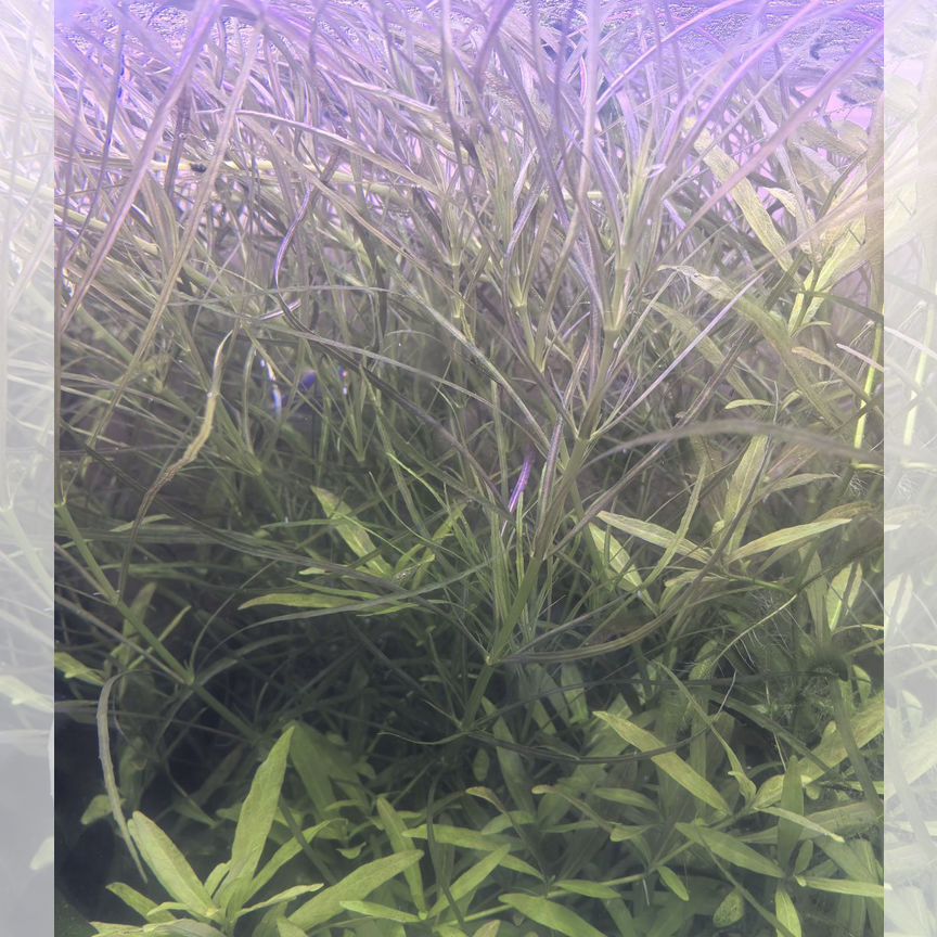 Погостемон октопус