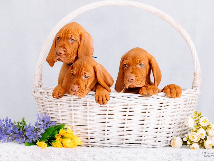 Щенки венгерской выжлы