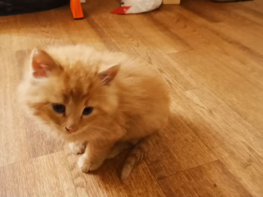Рыжий котенок