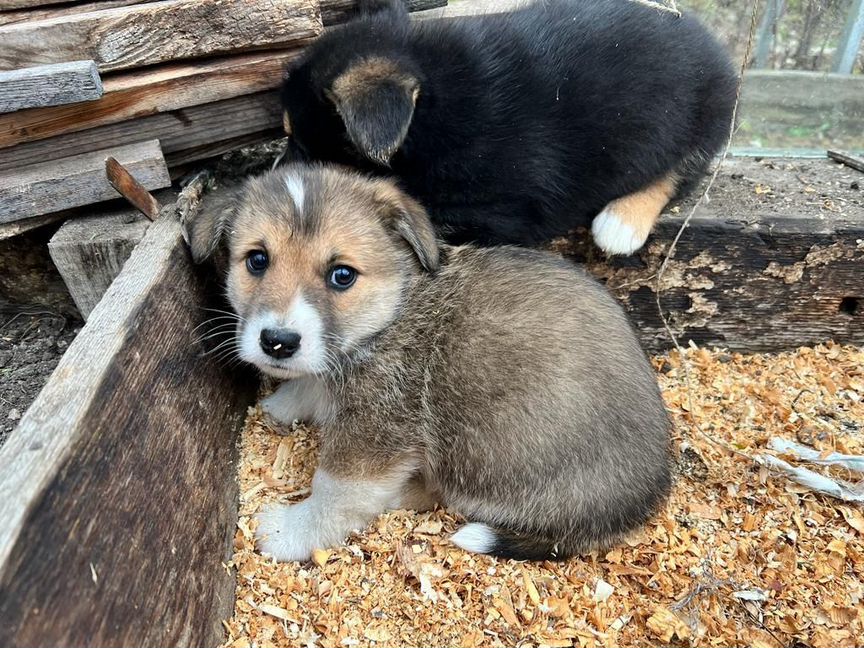 Щенки в добрые руки