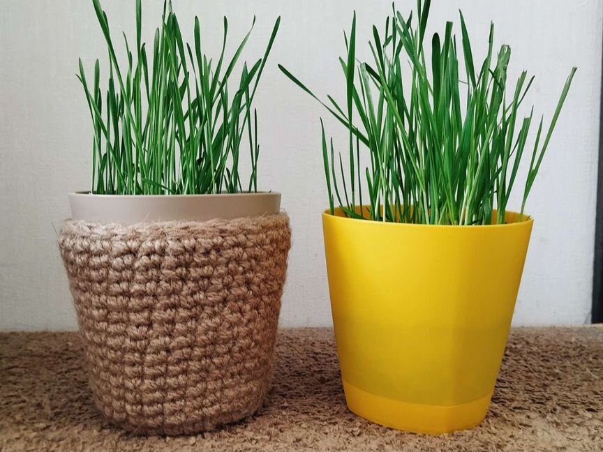 Пшеница для кошек в джутовом кашпо