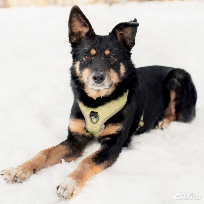 Байкал ищет дом