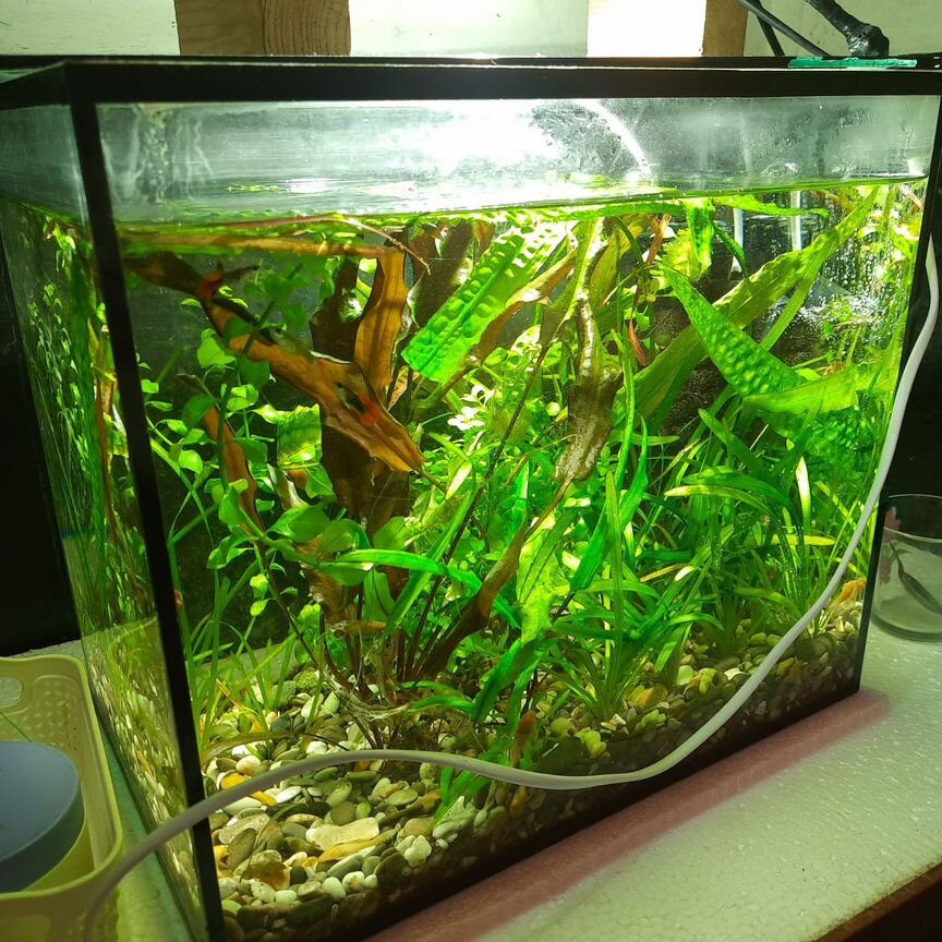 Аквариумы.Эхинодорус