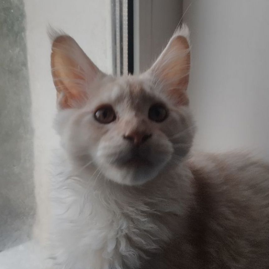Мейн-кун котёнок