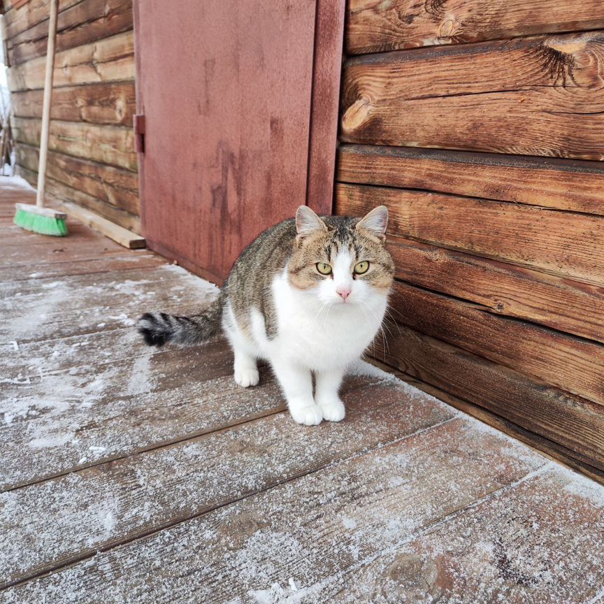 Ласковая кошечка Глаша ищет дом
