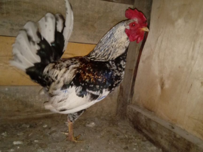 Декоративный петушок