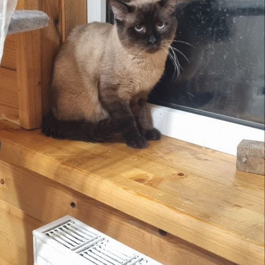 Кошки