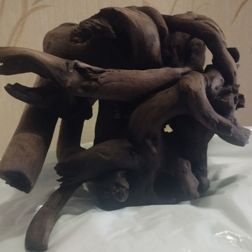 Коряга в аквариум. Анциструсовый рай