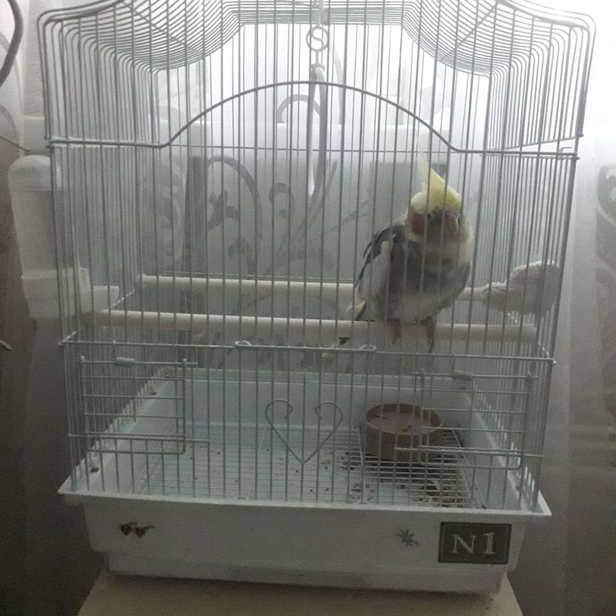 Продается попугай корелла вместе с клеткой