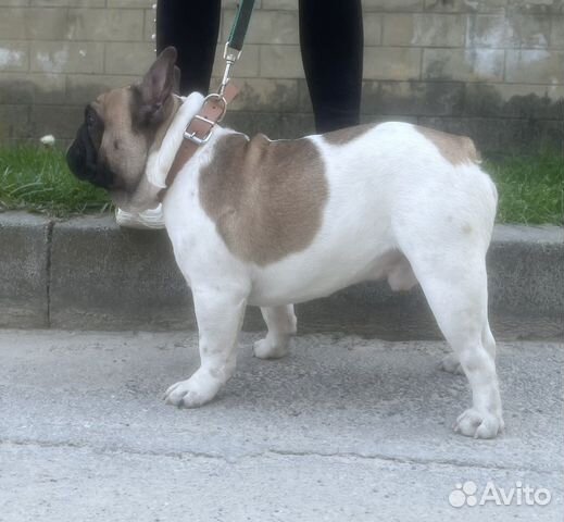 Вязка французский бульдог