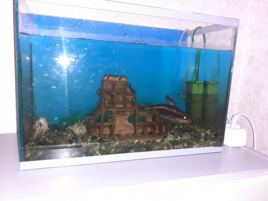 Аквариум с рыбкой