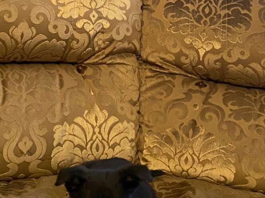 Девочка, назвали Ирма. 1-2 мес. В добрые руки