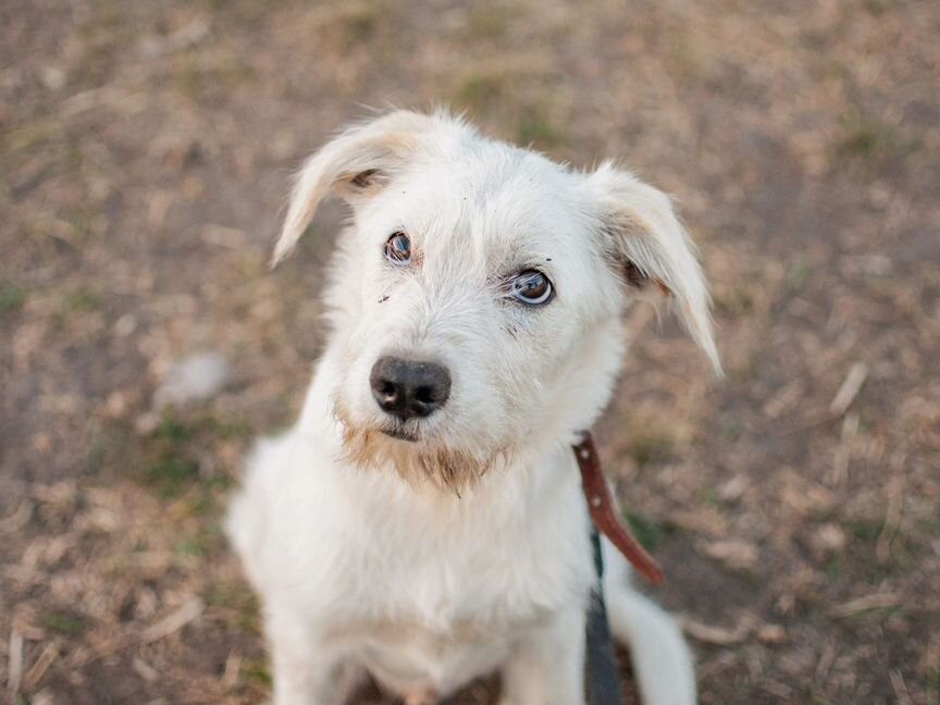 Белый красавец ищет дом