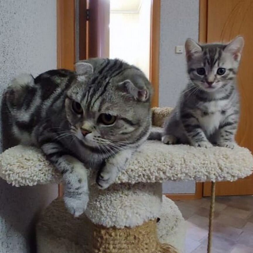 Шотландский прямоухий короткошёрстный котёнок