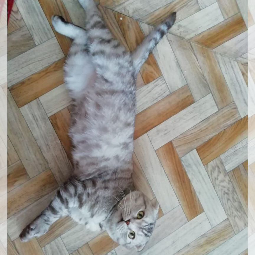 Отдам кота в хорошие руки ходит в латок
