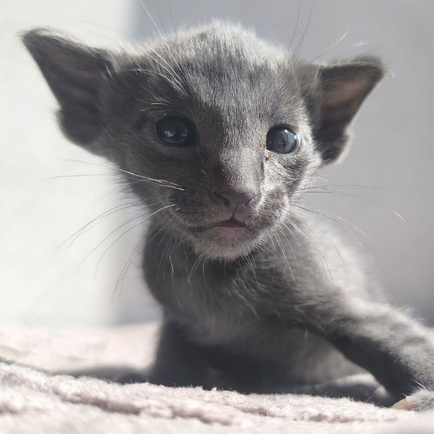 Ориентальный котёнок