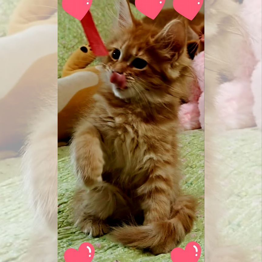 Мейн-кун котёнок