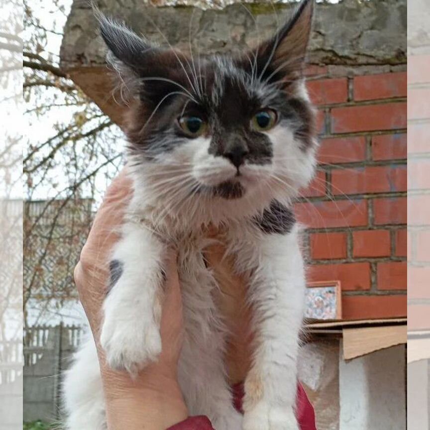Котёнок в добрые руки
