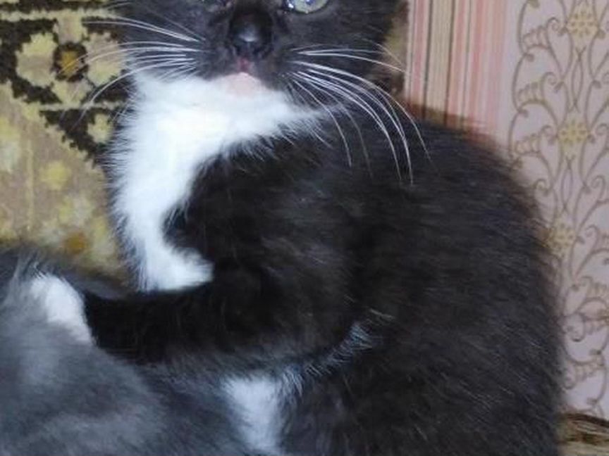 Отдам котенка в добрые руки бесплатно