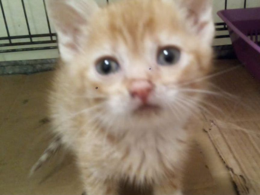 Рыжий маленький котенок в хорошие руки