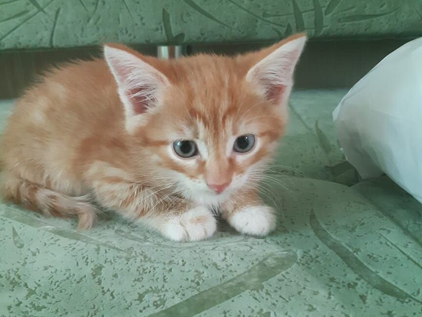Кошка