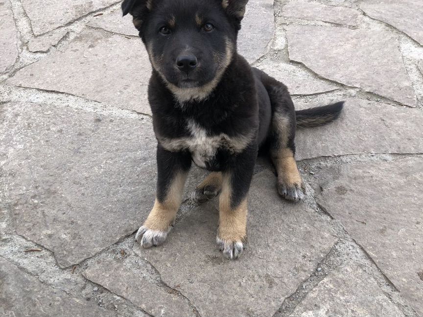 Собака дворняжка щенок