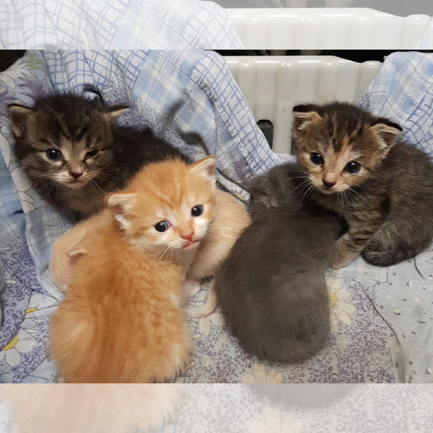 Котята в добрые руки бесплатно