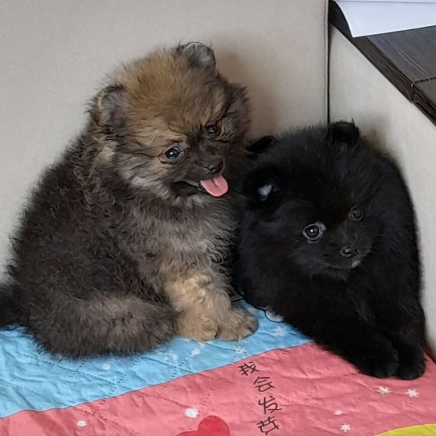 Щенки шпица питомник