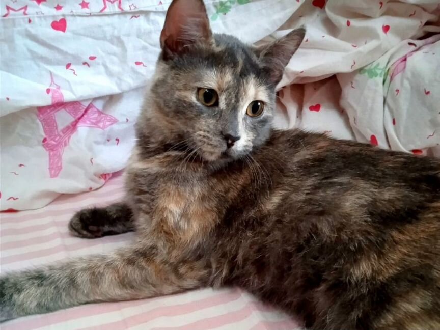 Котëнок девочка в добрые руки