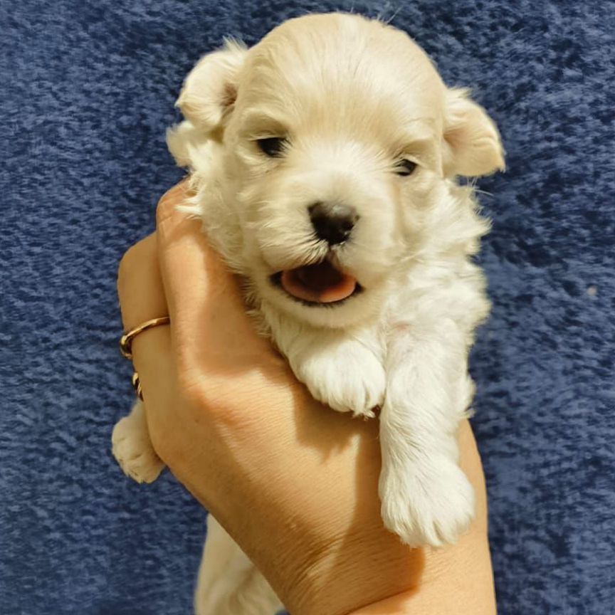 Мальтипу, щенок