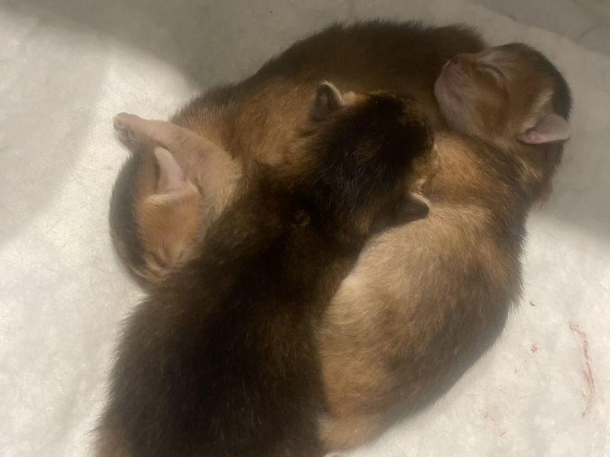 Абиссинские котята