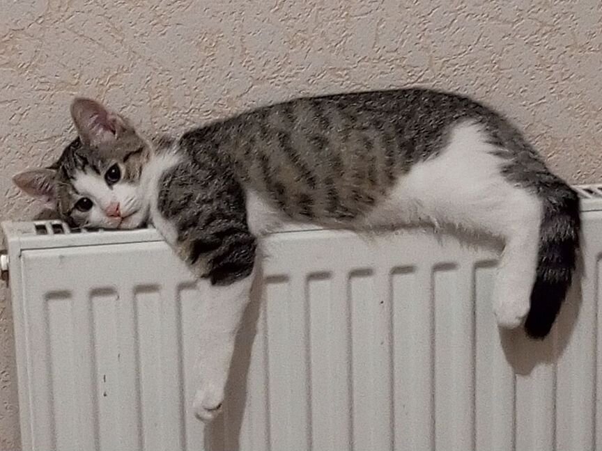 Котенок в дар мальчик