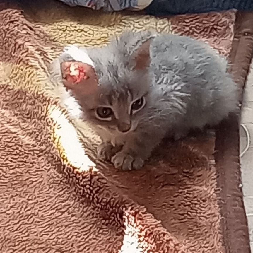 Донской сфинкс котёнок