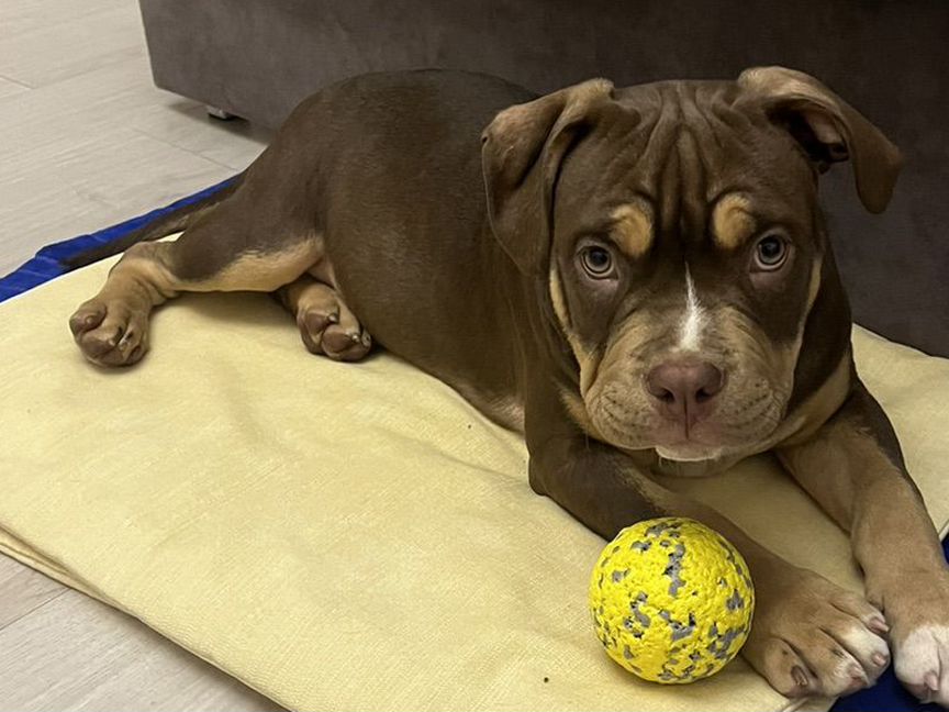 Американский булли покет щенок