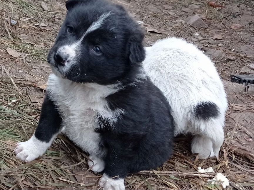 Щенки сторожевые