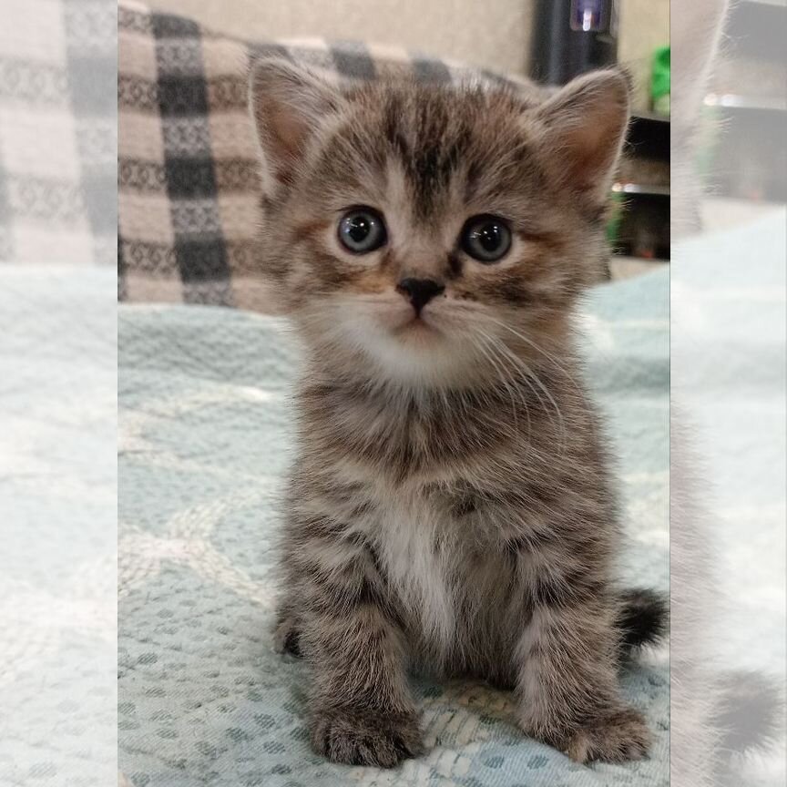 Котёнок в добрые руки