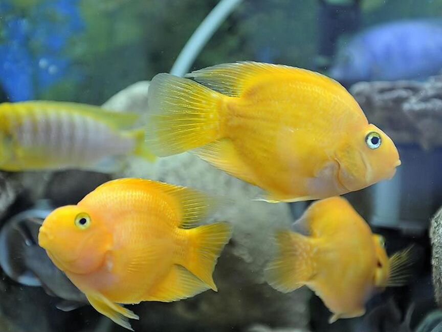 Цихлида Попугай Желтый (Сichlid parrot yellow )