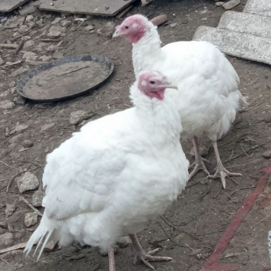 Индюки домашние