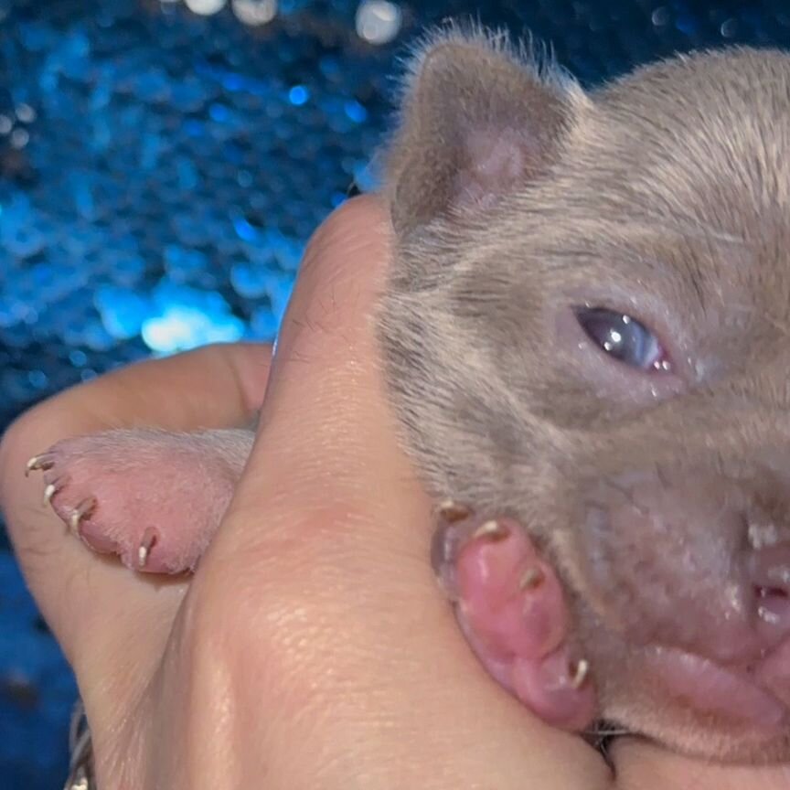 Чихуахуа, щенок