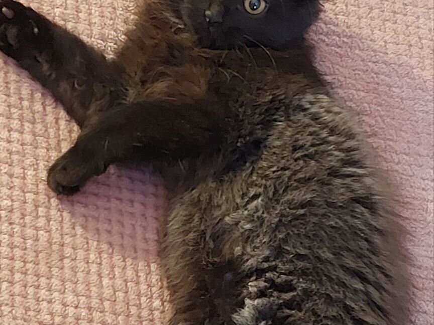 Кошка