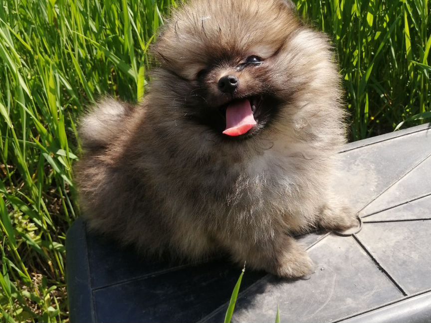 Померанский шпиц