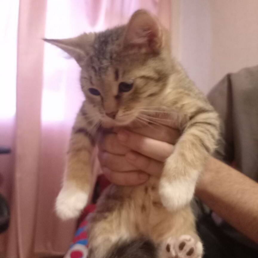 Котята