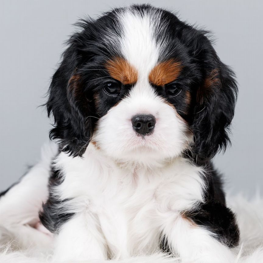 Кавалер кинг-чарльз-спаниель, щенок