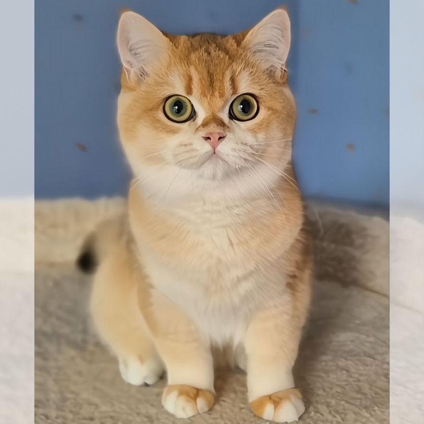 Британский короткошёрстный котёнок