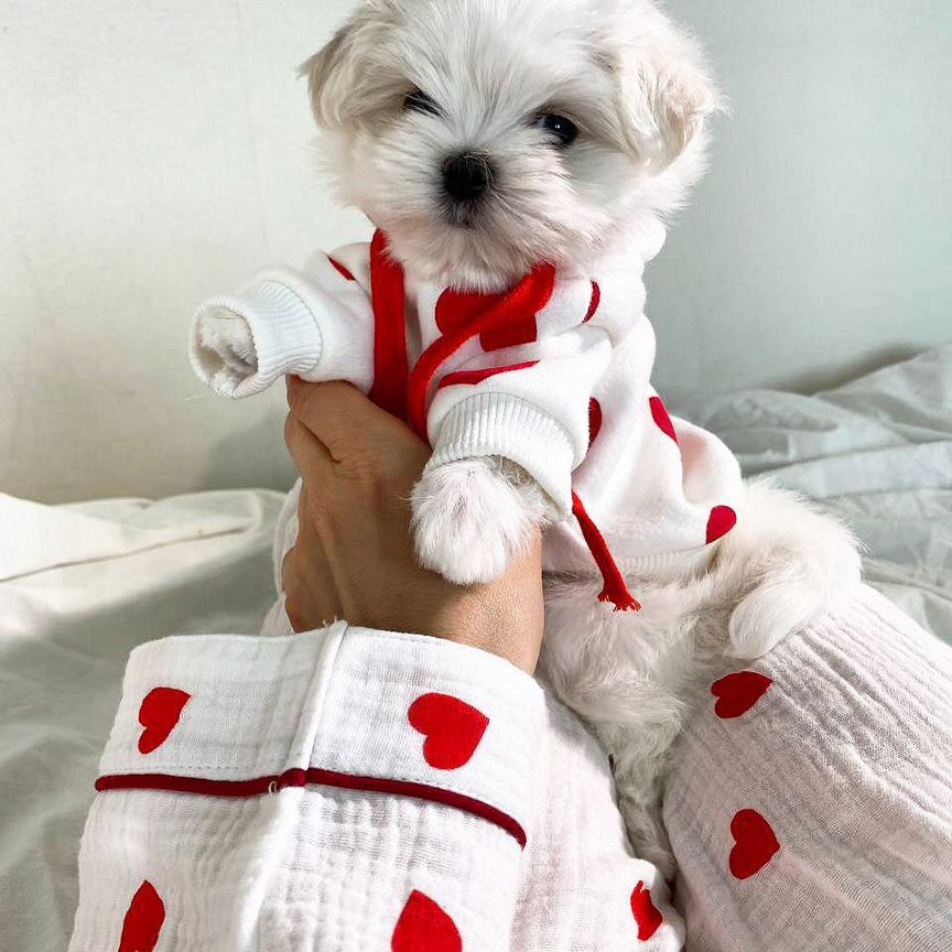 Щенки мальтезе