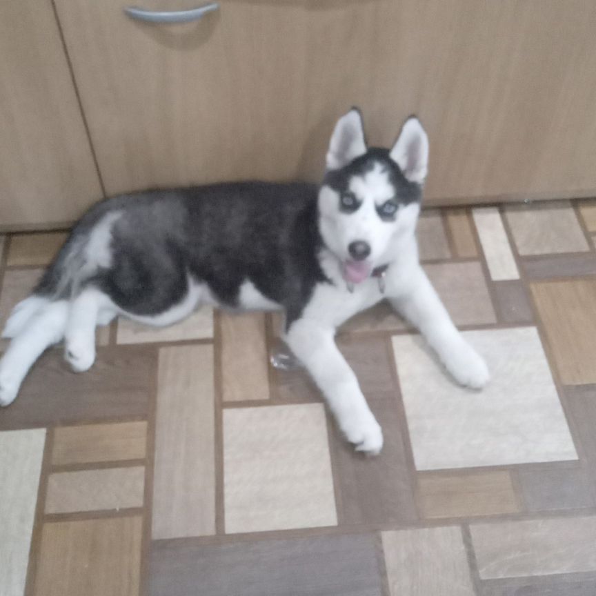 Сибирский хаски